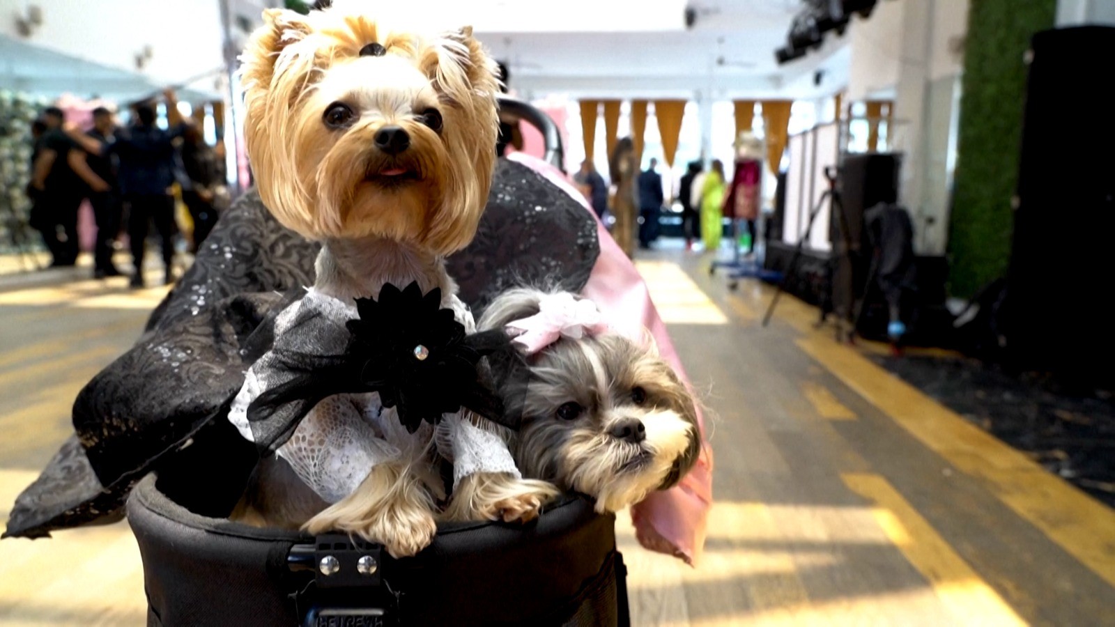 'Pet Gala': cadela rouba a cena com look de gato inspirado na cantora ...