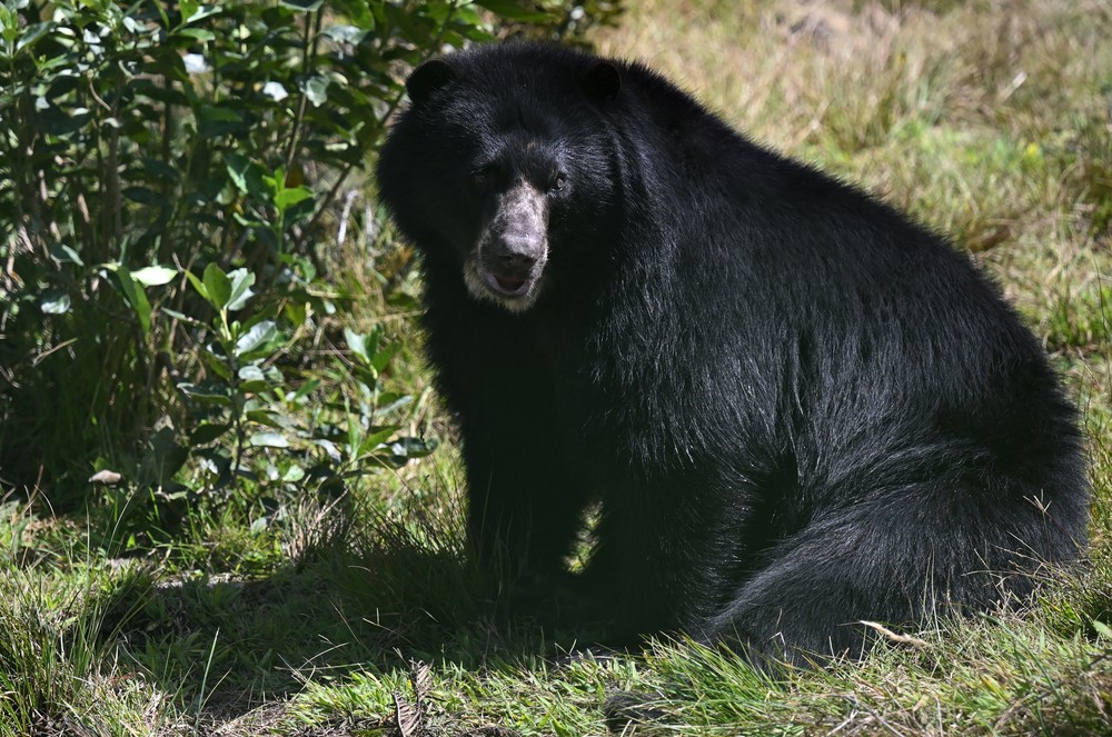 Um urso rebelde busca sua liberdade na Colômbia