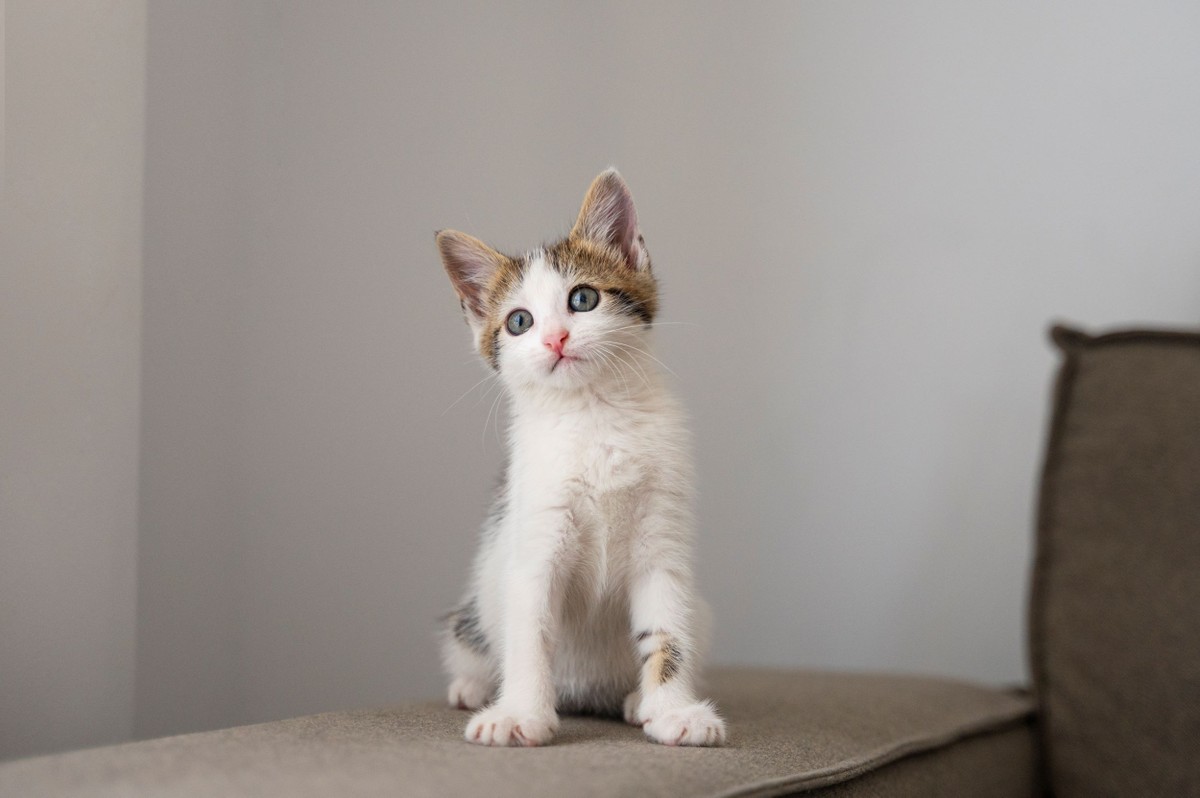 Por que hoje é o Dia Internacional do Gato? Entenda a data