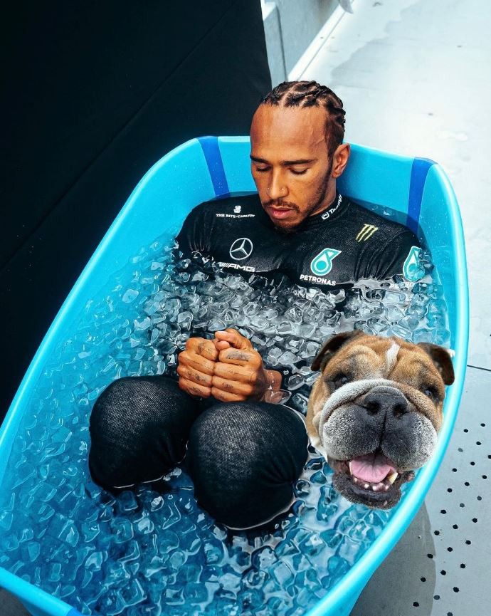 Cão de Lewis Hamilton tem 1 milhão de seguidores, cachê para modelar, é ...