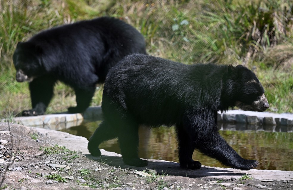 Um urso rebelde busca sua liberdade na Colômbia