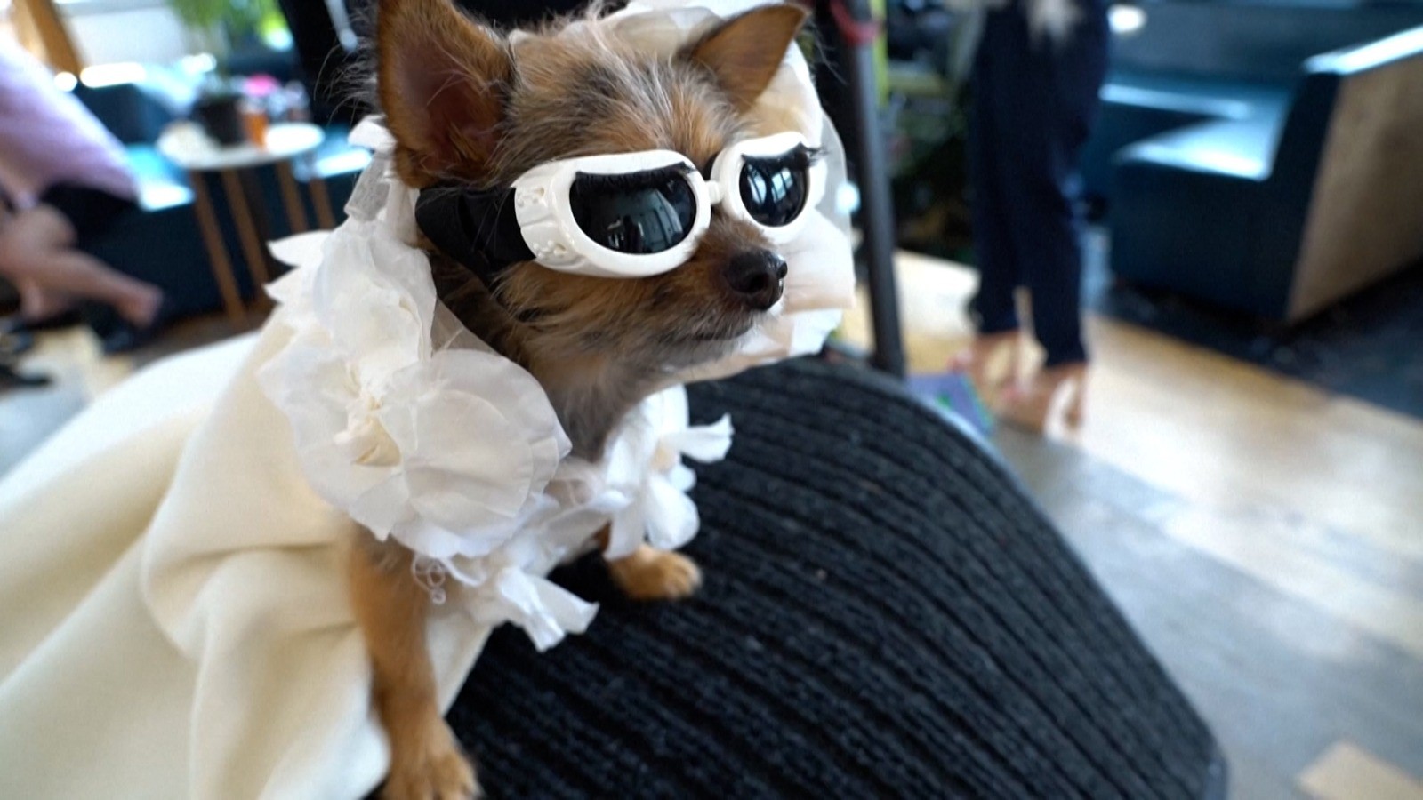 'Pet Gala': cadela rouba a cena com look de gato inspirado na cantora ...