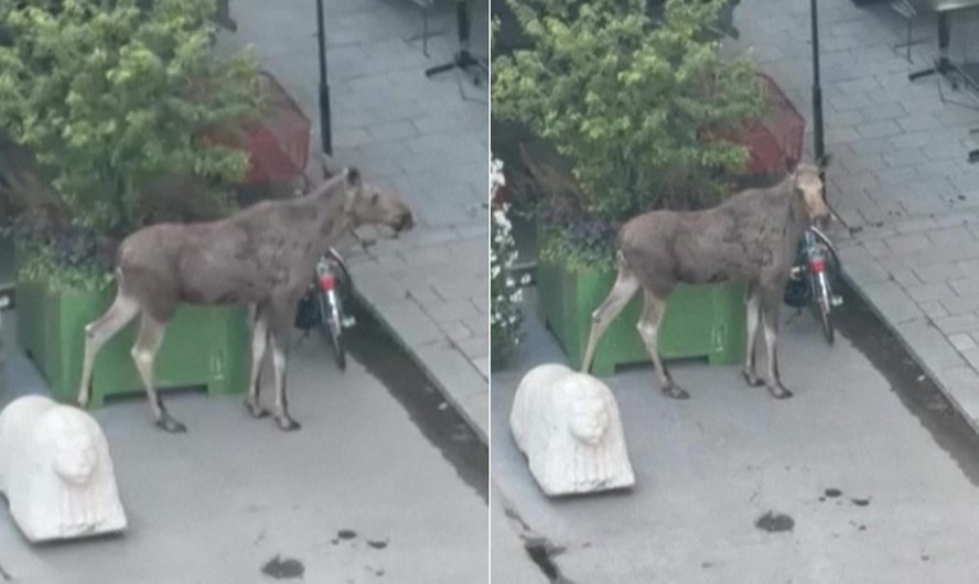 Filhote de alce é encontrado e abatido no centro de Estocolmo