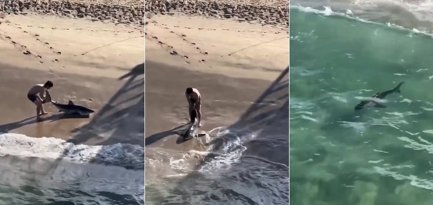 Pescador ignora risco e salva tubarão-branco que mordeu sua isca: 'Os ...