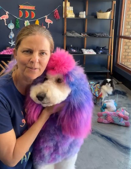 Tutora de cadela é acusada de crueldade por tingir pelos de poodle, que ...