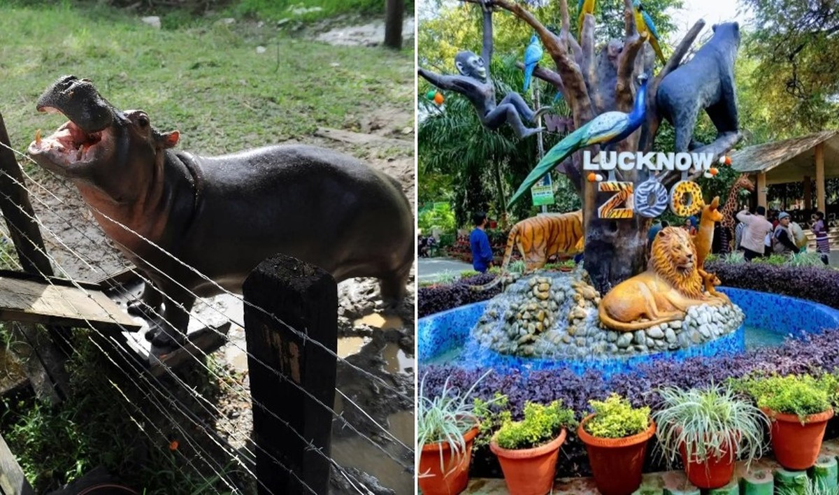 Hipopótamo escapa de gaiola e mata funcionário de zoo na Índia