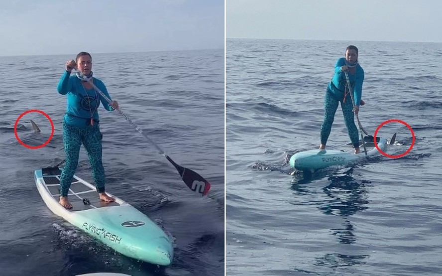 Atleta é surpreendida por tubarão-martelo em competição em alto-mar e ...