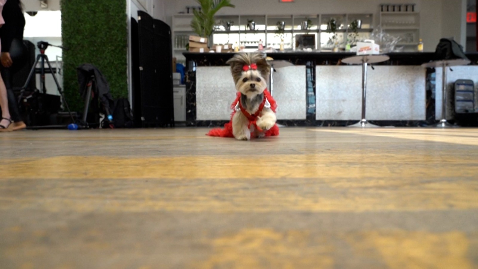 'Pet Gala': cadela rouba a cena com look de gato inspirado na cantora ...