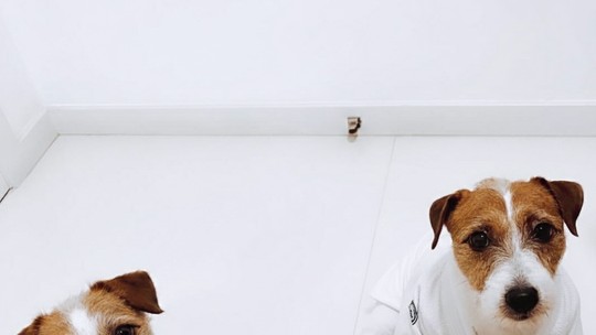 Cinco lições das artes marciais que ajudam na educação de cães