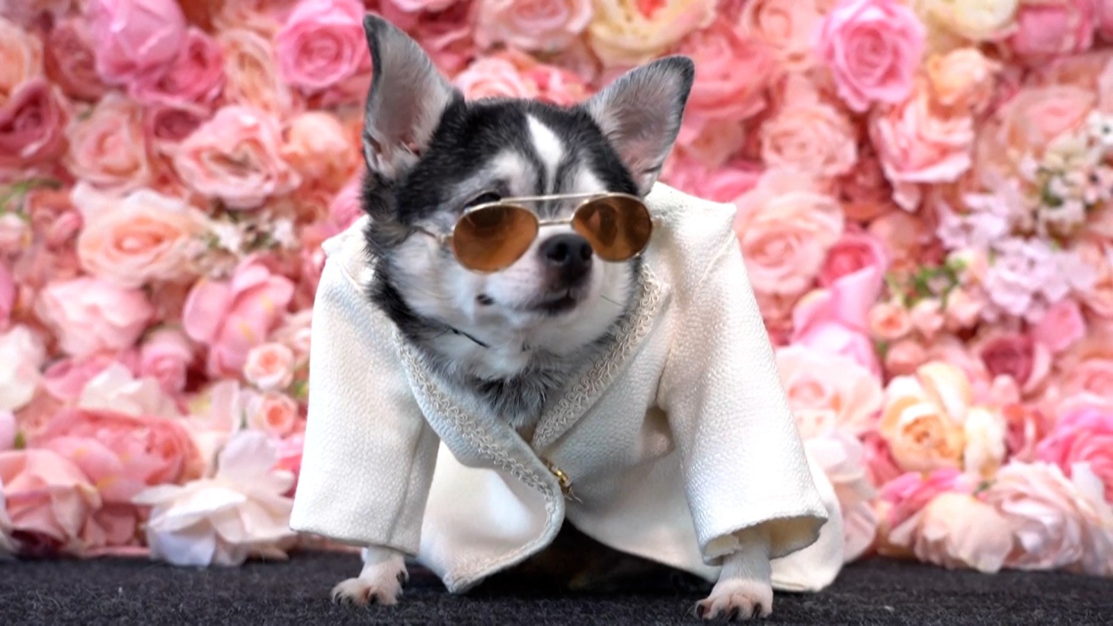 'Pet Gala': cadela rouba a cena com look de gato inspirado na cantora ...