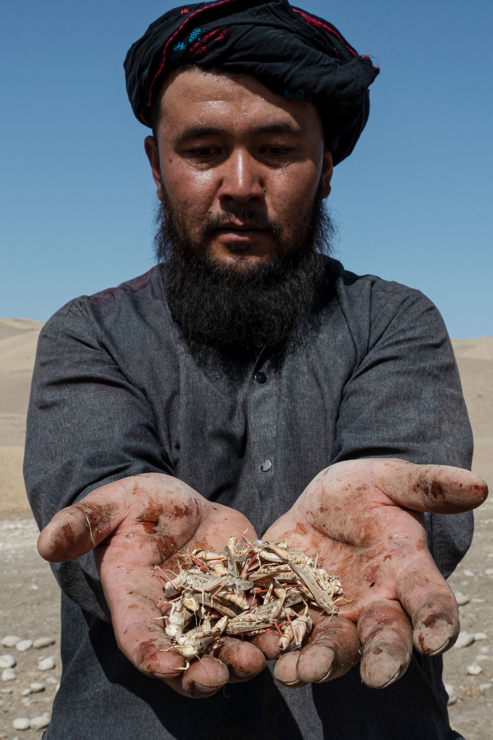 Agricultores afegãos enfrentam praga de centenas de milhares de ...