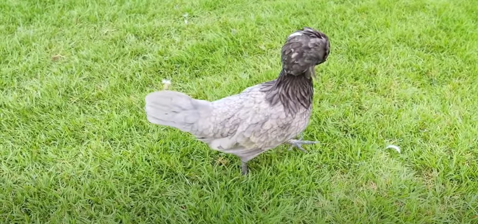 Anitta, Ludmilla e mais: conheça os animais do sítio de Nicole Bahls ...