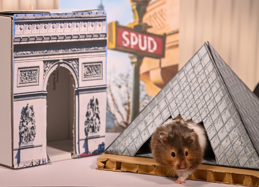 Tutora leva cinzas de hamster em viagem pela Europa e depois as espalha ...