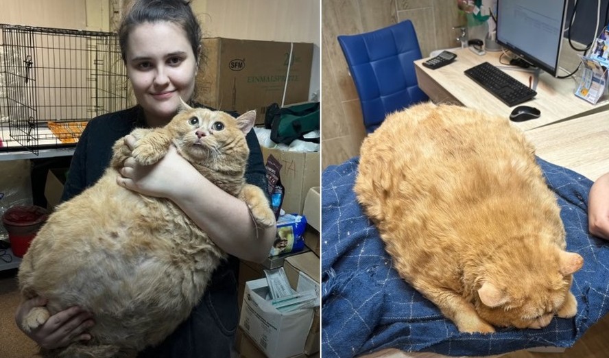 Gato é resgatado tão obeso que não consegue andar