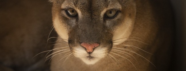 Centro de triagem na Baixada é o último sonho de liberdade para animais ...