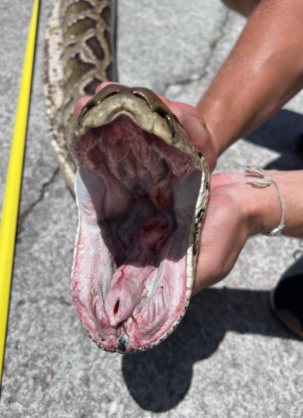 Caçadores americanos capturam píton gigante de 5,7 metros: 'Tentou me ...