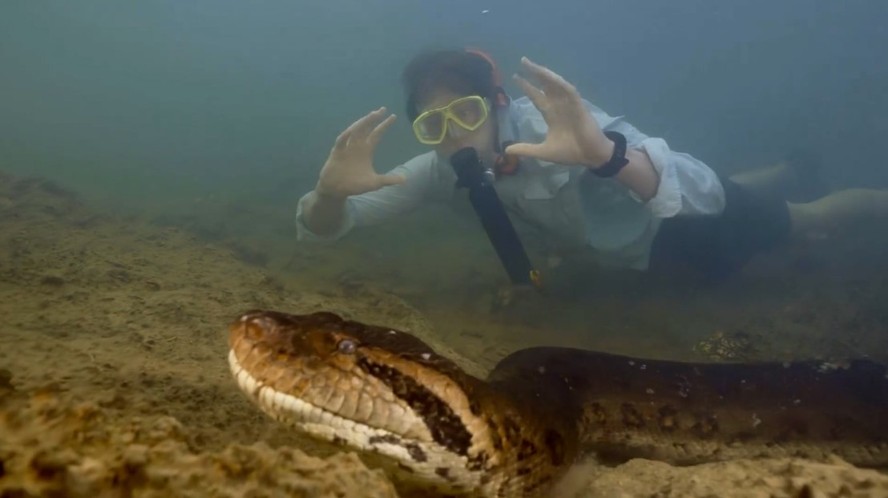 Apresentador de TV encontra nova espécie de sucuri-verde na Amazônia ...