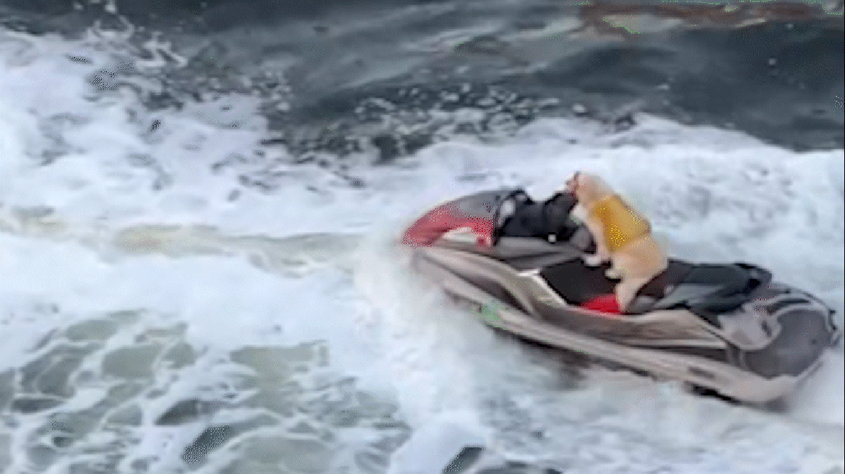 Cadela 'pilota' jet ski e viraliza na internet