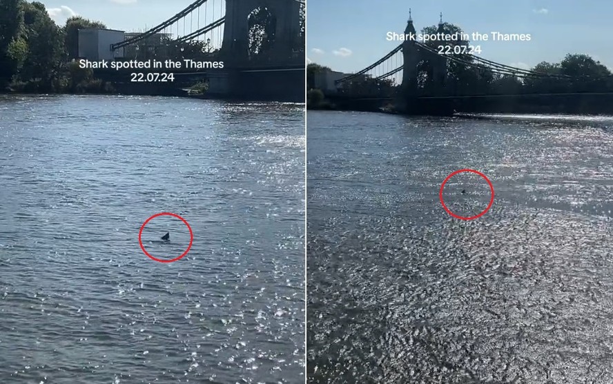 Tubarão é visto atravessando o Rio Tâmisa, na Inglaterra