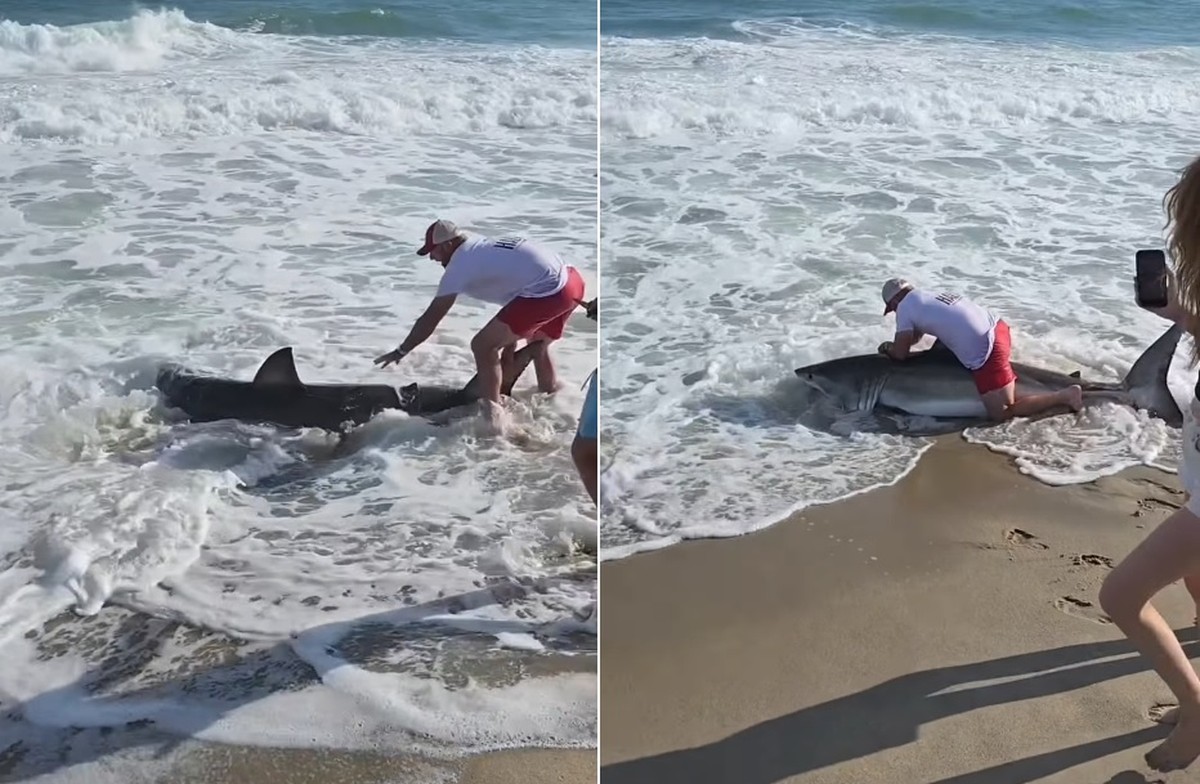 Brasileiro filma pescador que fisgou tubarão-branco e o libertou de ...