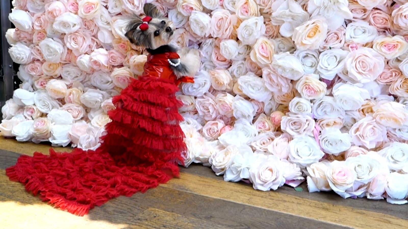 'Pet Gala': cadela rouba a cena com look de gato inspirado na cantora ...